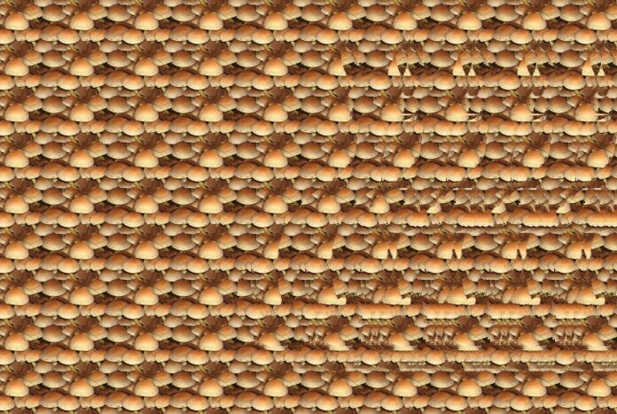 What is a Stereogram? The Hidden Magic Behind the Illusion - The magic ...